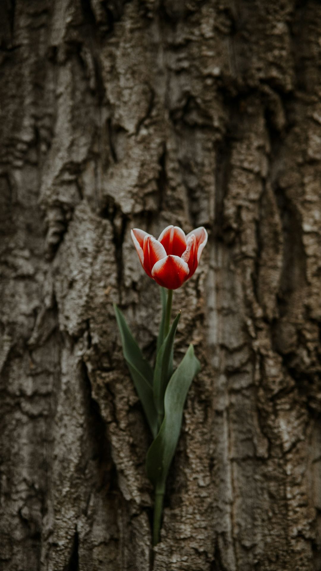 50+ Stunning Spring Wallpapers For IPhone Screens (2026)